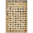 Types Of Ball Pythons Art Print Poster Indoor Home Decoration Gift Wall ...