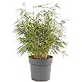 Fargesia Robusta - Live Clumping Bamboo Plant - Non-Invasive & Fast ...