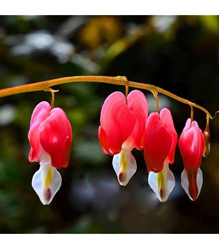Significato Del Fiore Del Cuore Sanguinante Simbolismo Della Rosa