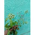 Sahadevi Herbal Plant - Vernonia cinerea Live Plant - Sahdebi, Sahadebi ...