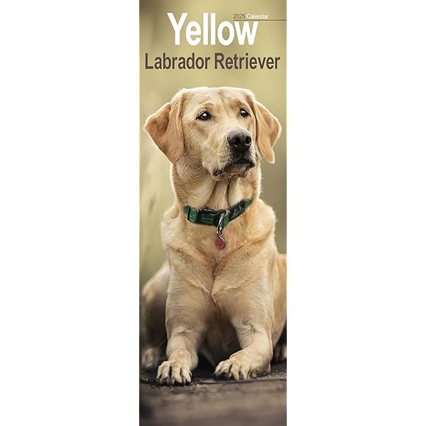 Gelber Englischer Labrador Retriever