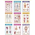Buy The Human Body Charts | Set of 9 charts | Hard Laminated | Useful ...