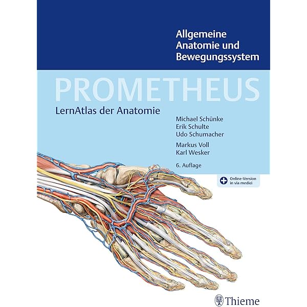 Ekte Tigerpote Anatomi Modelo 3d Esqueleto De Tigre TurboSquid