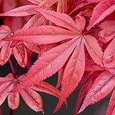 Acer palmatum Taylor - Japanese Maple Tree | Large Outdoor Garden Ready ...