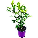 Exotenherz - Kaffir-Limette - Citrus hystrix - 1 Pflanze ...