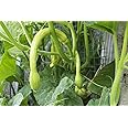 PREMIER SEEDS DIRECT - CLIMBING ITALIAN SQUASH/COURGETTE - TROMBETTA D ...