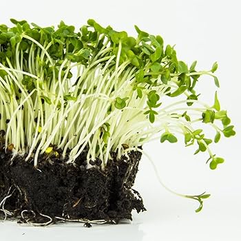 Mustard Cress Seeds by T and M: Amazon.co.uk: Garden & Outdoors