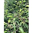 NEW DEBNATH NURSERY; Rare Medicinal Plant - Bakul/Mimusops Elengi Wood ...