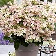 Hydrangea Paniculata 'Switch Ophelia' – Compact, Early-Blooming Hardy ...
