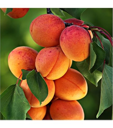 Apricot Tree Flavourcot