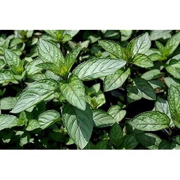 Indian Mint Satureia douglasii mint scented trailing herb basket plant ...