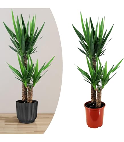Yucca Guatemalensis Maya Tree