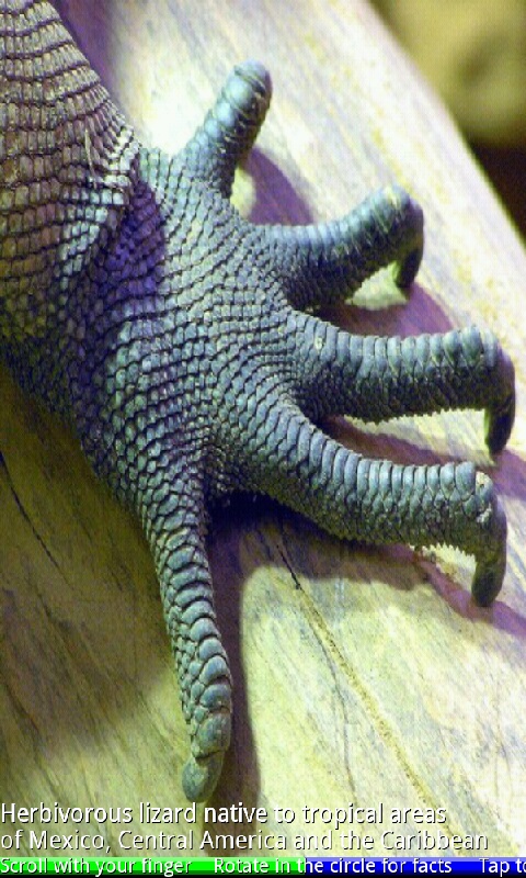 Animal Paws and Claws 2: Amazon.co.uk: Appstore for Android