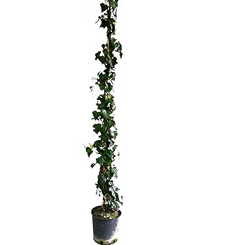 Edera - Hedera Hibernica 140-175 cm (rampicanti sempreverdi): Amazon.it ...