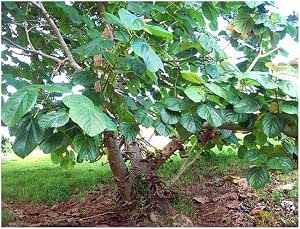 Ficus auriculata - Ohrfeigenbaum - 50 Samen: Amazon.de: Garten