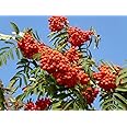 Sorbus Cardinal Royal Mountain Ash Tree 6ft Supplied in a 7.5 Litre Pot ...