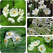 Nombres De Plantas Perennes Que Cubren El Suelo Tradescantia | Revista