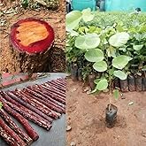 Original Most Expensive Red Sandalwood | Lal Chandan Tree Live Healthy ...