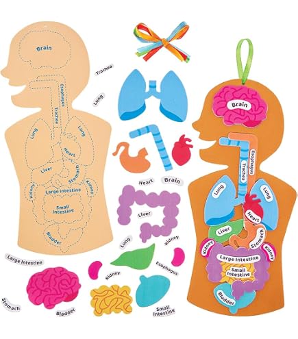 Anatomy Ideas For Bulletin Board