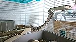 Rosewood PICO Hamster Home, Extra Large, Translucent Teal: Amazon.co.uk ...
