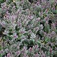 GardenersDream Hebe Red Edge Plant in Pot - Outdoor Garden Ready Hardy ...