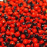 Shree Jee Organic Natural Rakt Gunja (250 GM)| Chirmi, Red Gunja, Lal ...