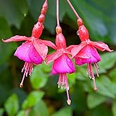 Fuchsia Tom Thumb - Outdoor Plants Garden Ready - Gorgeous Flowering ...