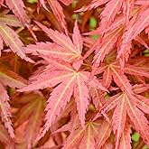 Acer palmatum Taylor - Japanese Maple Tree | Large Outdoor Garden Ready ...
