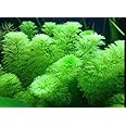 Giant Ambulia - Limnophila aquatica x3 bunch - Live aquarium plant ...