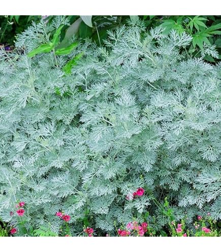 Artemisia Silver Mound Car Artemisia Schmidtiana 'Silver Mound'