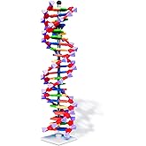 Molymod DNA Double Helix Model, 12 Segments, miniDNA Kit : Amazon.co.uk ...