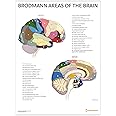AnatomyStuff Brodmann Areas of the Brain Anatomy Poster/Chart 45x60cm ...