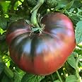 Purple Tomato Mar Azul Seeds - Heirloom Beefsteak Tomato Plant Seed ...