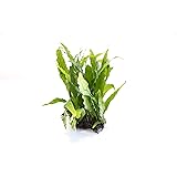 10 Java Fern Microsorium pteropus Live Aquarium Plants Aquatic Plants ...