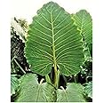 Aadityaa's Elephant Ear Plant Man Kachu Kochu Alocasia macrorrhizos ...
