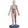 Smartlab 06428 Smart Lab Toys-Squishy Human Body, Multicolor, Standard ...
