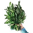 Gachwala Kulekhara Plant Leaves Fresh Stem Cuttings