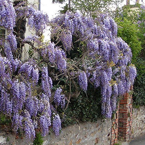 Glycine (wisteria)
