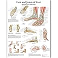 English Version Large Size Human Foot Skeletal Muscle Anatomy Poster ...