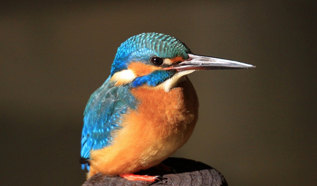 BLUE BIRD MESSENGERS: Amazon.de: Apps für Android