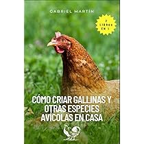 Cual Es El Mejor Perro Para Cuidar Gallinas