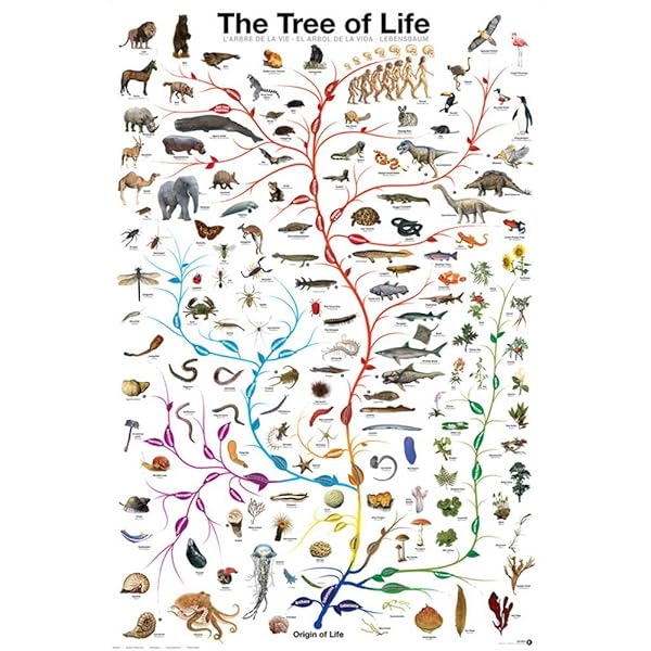 Phylogenetischer Baum Des Lebens Poster Evolution & Classification Of