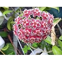 PRGA Hoya CARNOSA Tricolor Fiore di Cera Vaso 11 CM Perenni : Amazon.it ...