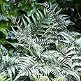 Japanese Painted Fern Plug Plants. 'Metallicum'. Medium Plug Plant x 4 ...