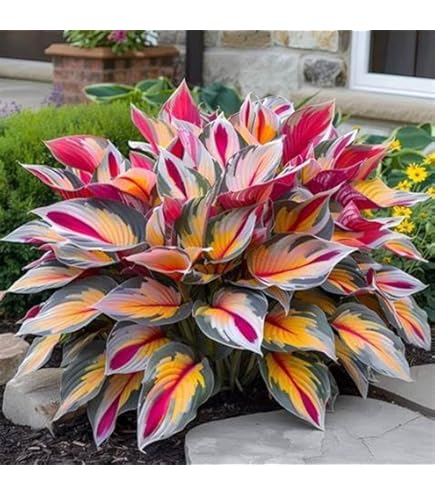 House Plants Shade-Tolerant Hosta Rhizomes/Suitable For Shade Planting ...