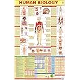 Buy All in one Human Biology Chart | Laminated | Useful in School ...