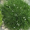 Sagina Plug Plants. 'Moss Green'. Compact Ground Cover, Lawn ...