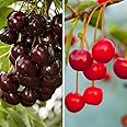 You Garden - Duo Fruit Apple Tree, 2 Varieties of Apple on 1 Bare Root ...