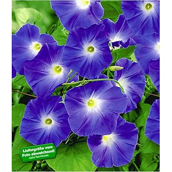 BALDUR-Garten Trichterwinde 'Blue Hardy', 1 Pflanze Ipomoea indica ...