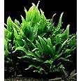 Maalavya Live Aquarium Aquatic Plant Java Fern Wrinkle Leaf Microsorum ...